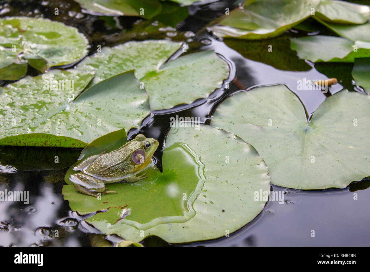Frog on a Lily Pad Stock Photo - Alamy