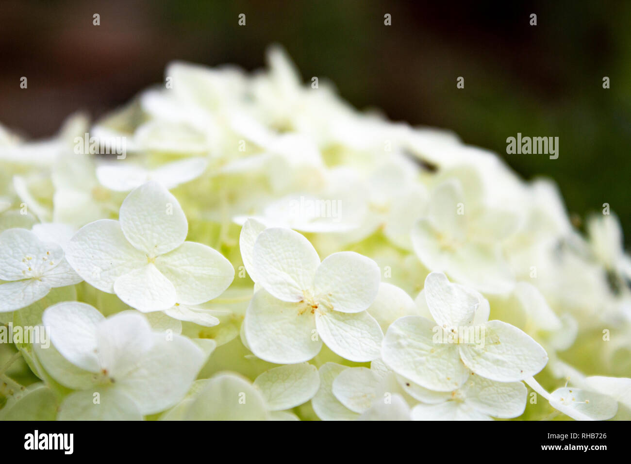 Hydrangea wedding flower hi-res stock photography and images - Alamy