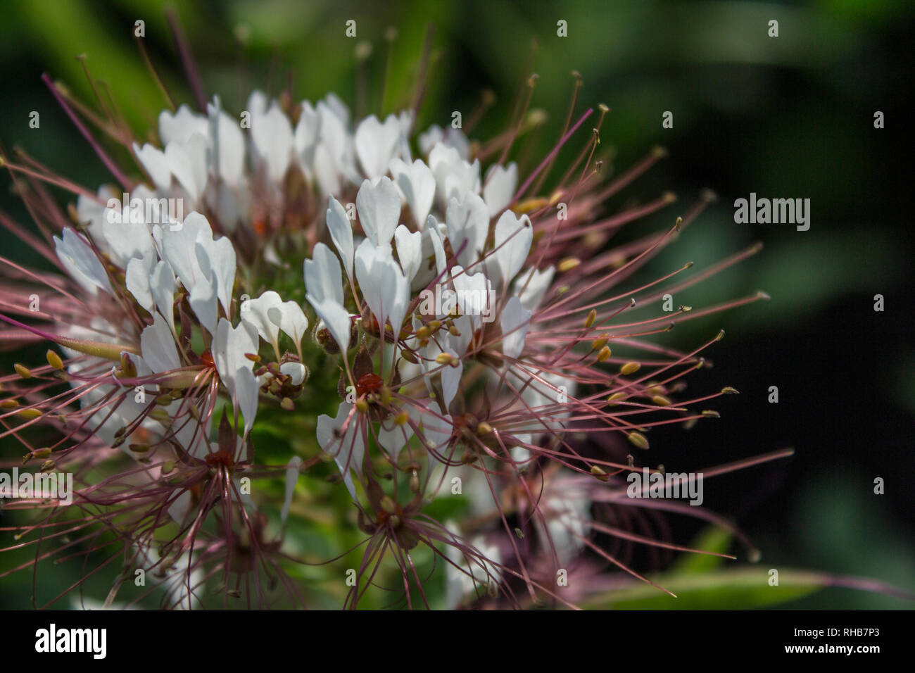 Unique plant growth hi-res stock photography and images - Alamy