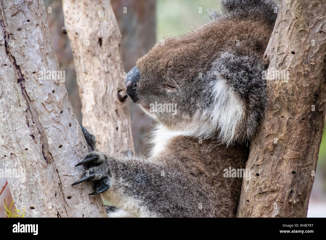 Koala Bear Claws Kick Back And Relax