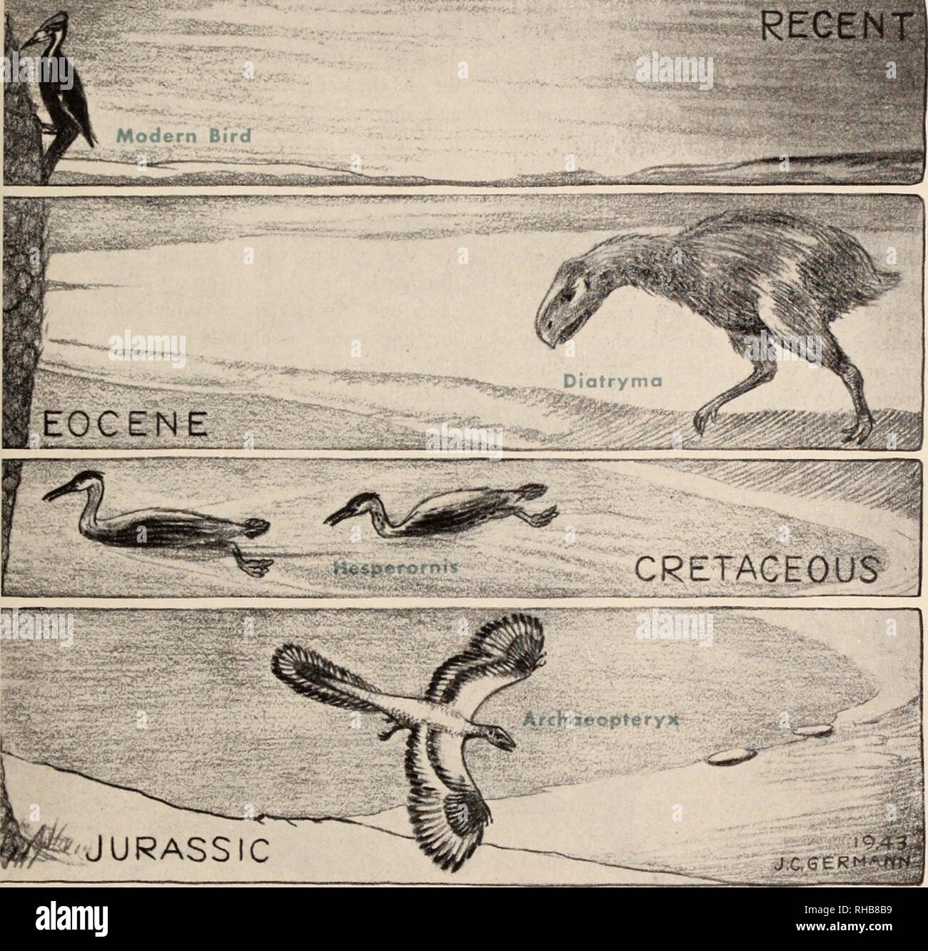 Stages of evolution of feathers hi-res stock photography and images - Alamy