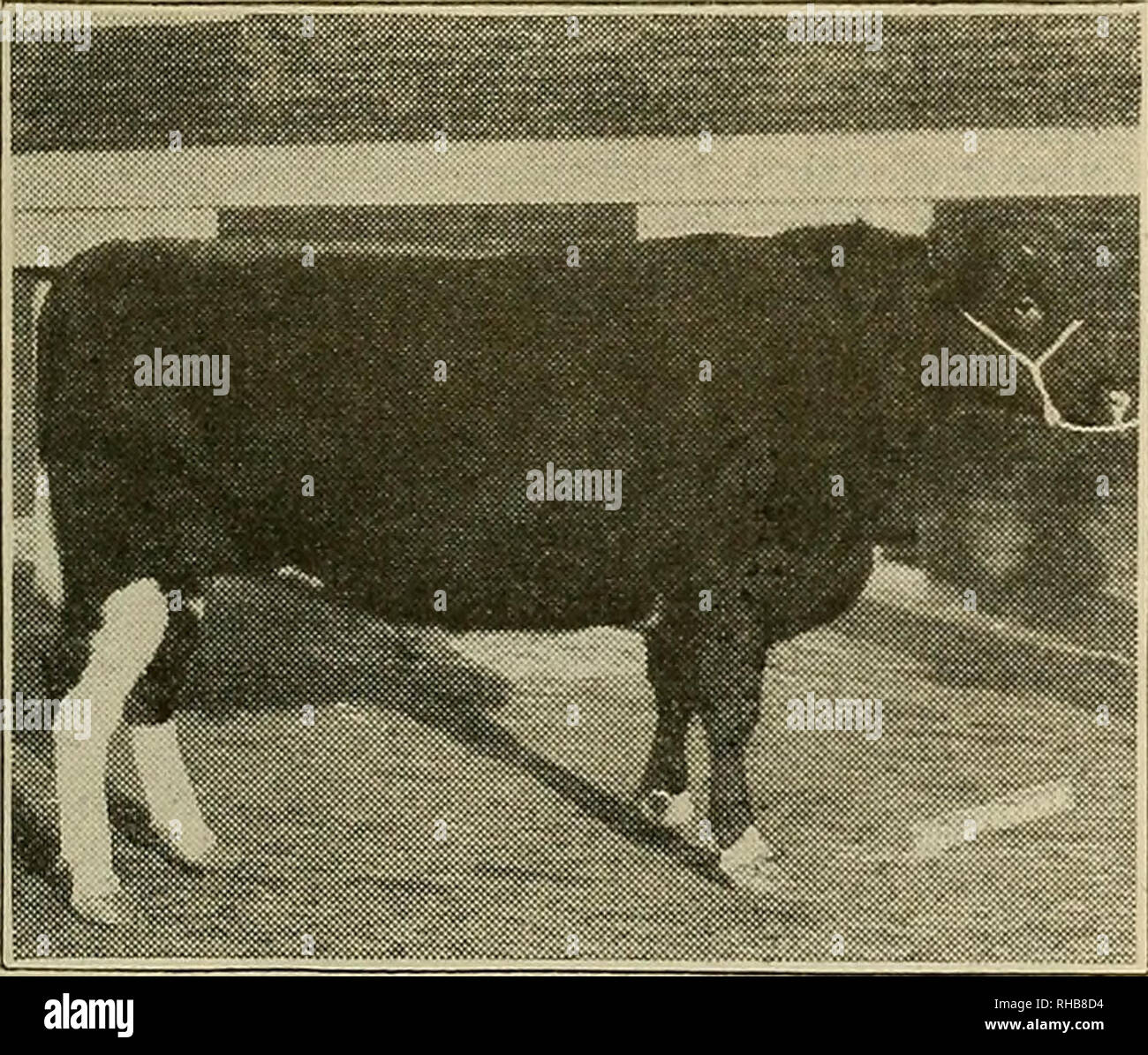 Aberdeen angus bull show hi-res stock photography and images - Alamy