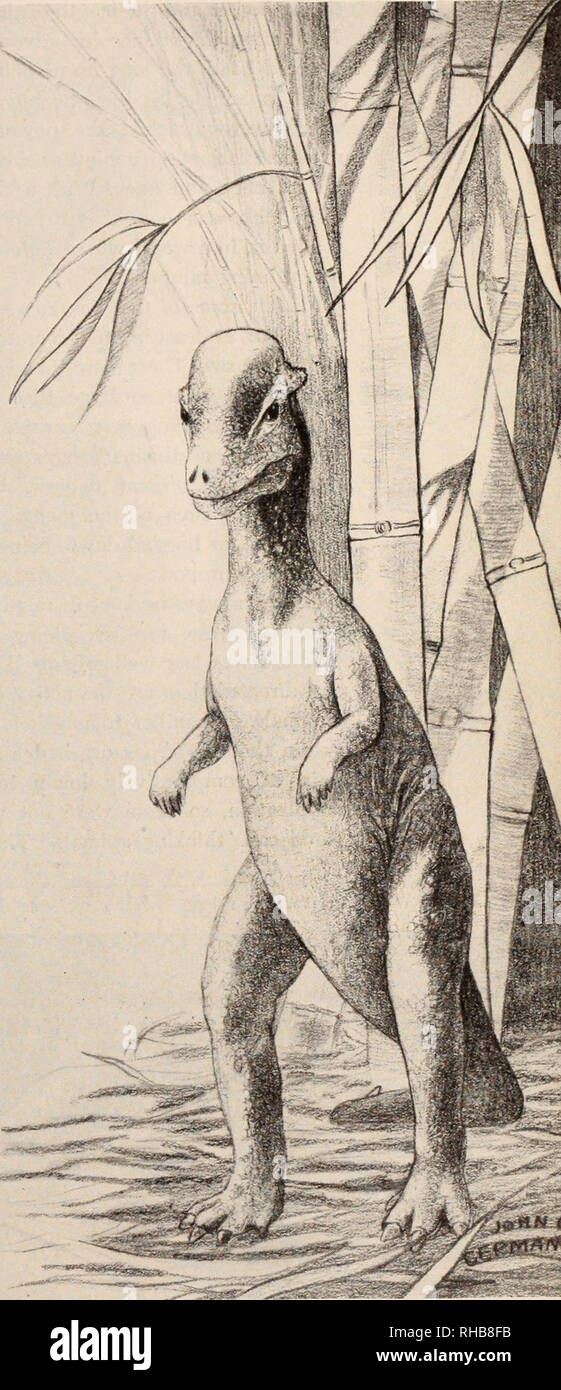 . The dinosaur book : the ruling reptiles and their relatives ...