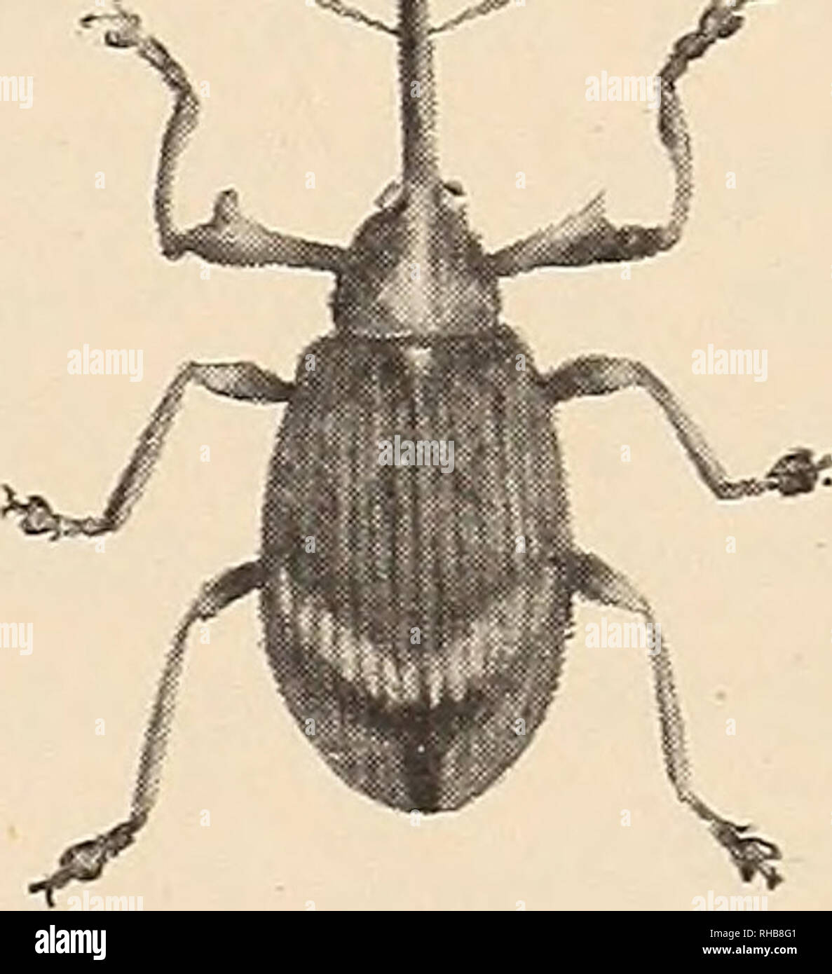 Vine weevil grub hi-res stock photography and images - Alamy