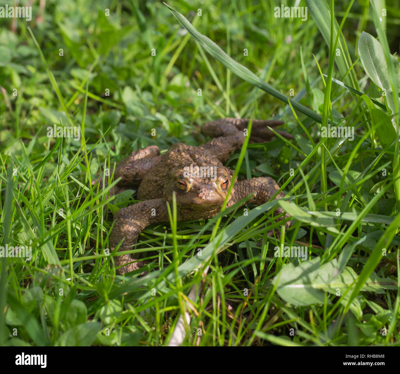 Toad in grass hi-res stock photography and images - Alamy
