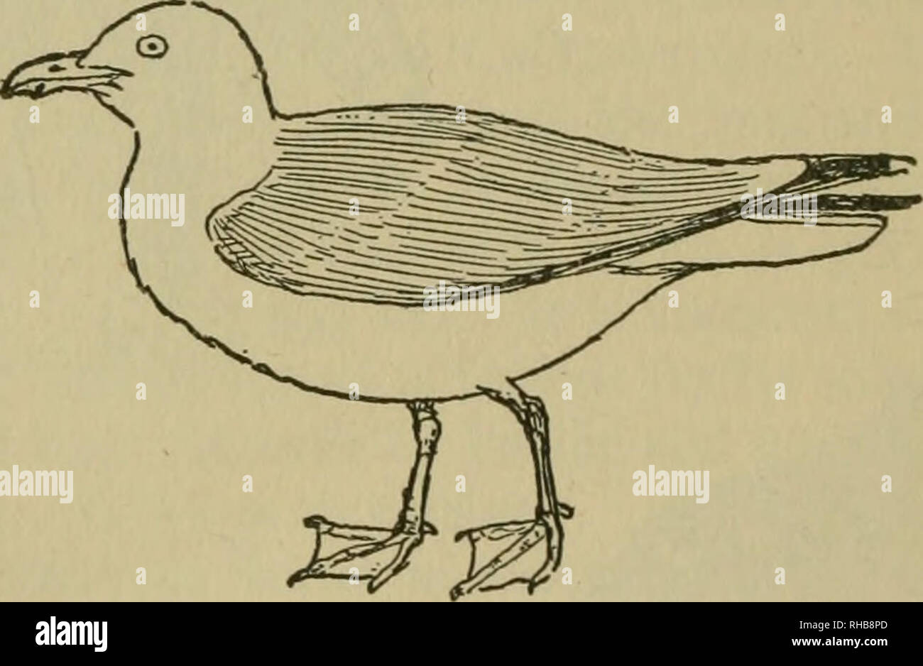 Great slave lake camping hi-res stock photography and images - Alamy