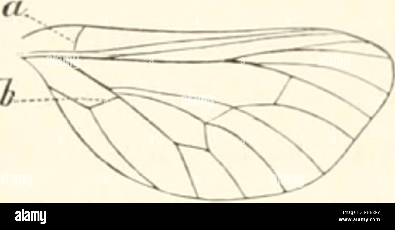 Three types of insects hi-res stock photography and images - Alamy