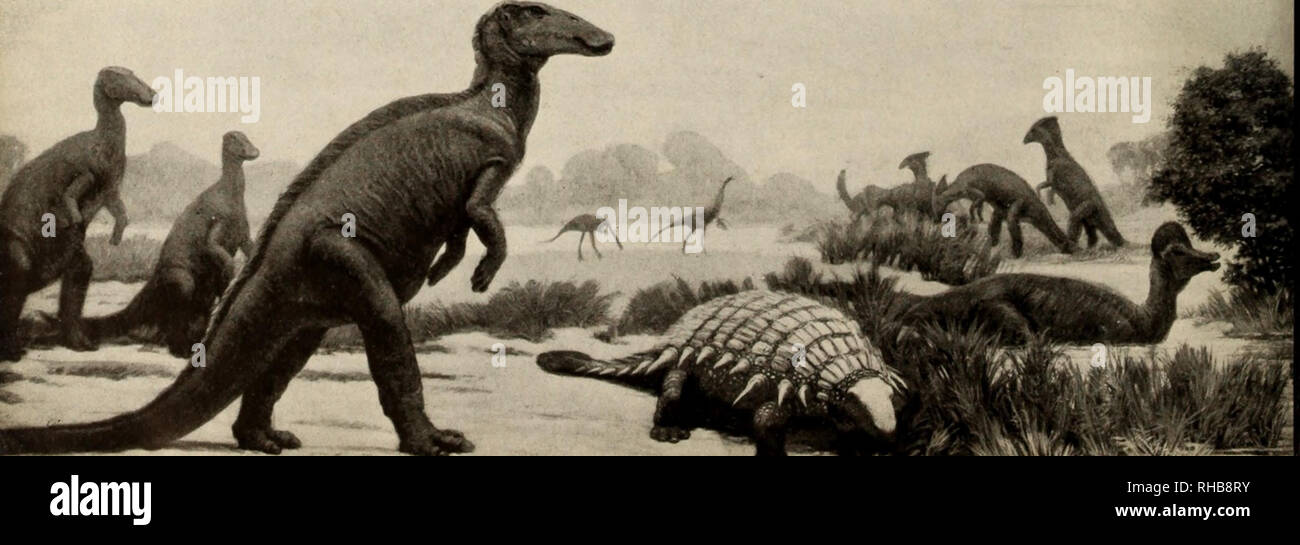 Spinal spikes hi-res stock photography and images - Alamy