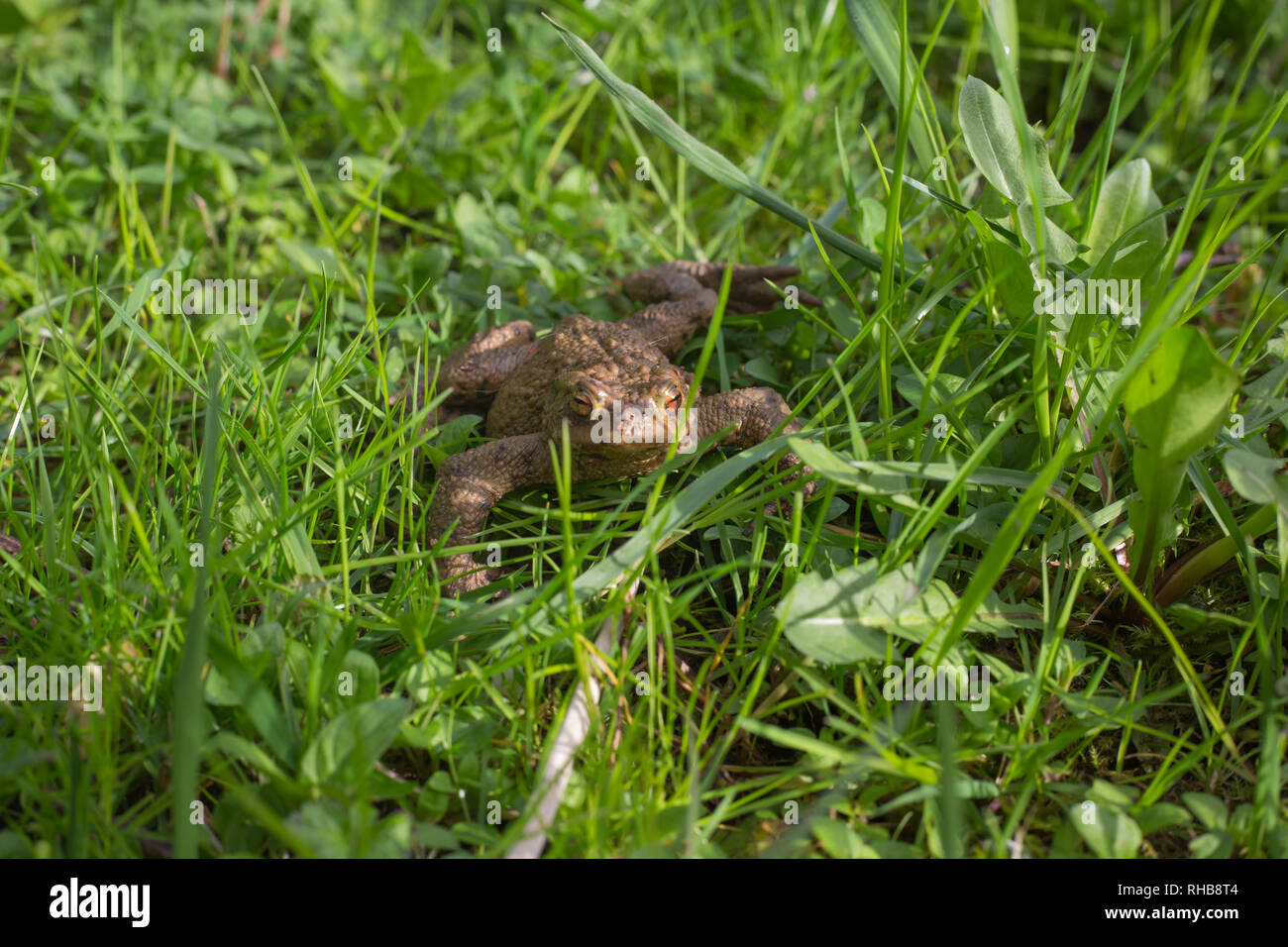 Toad in high grass hi-res stock photography and images - Alamy