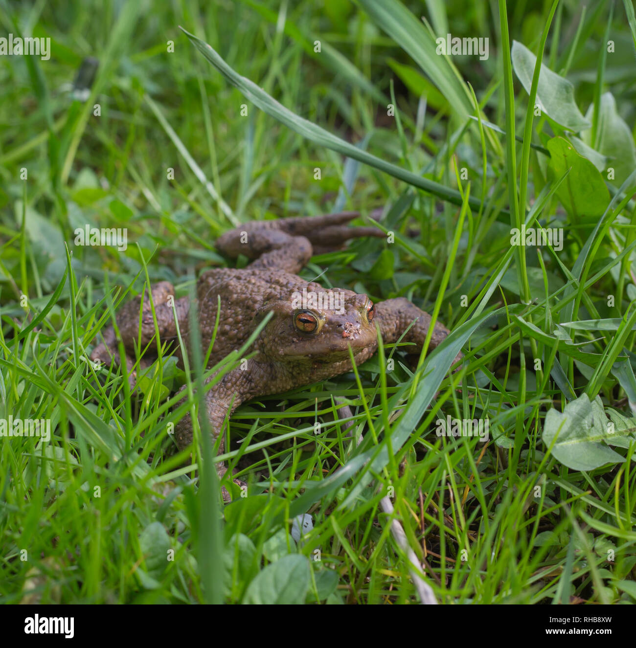 Toad in grass hi-res stock photography and images - Alamy