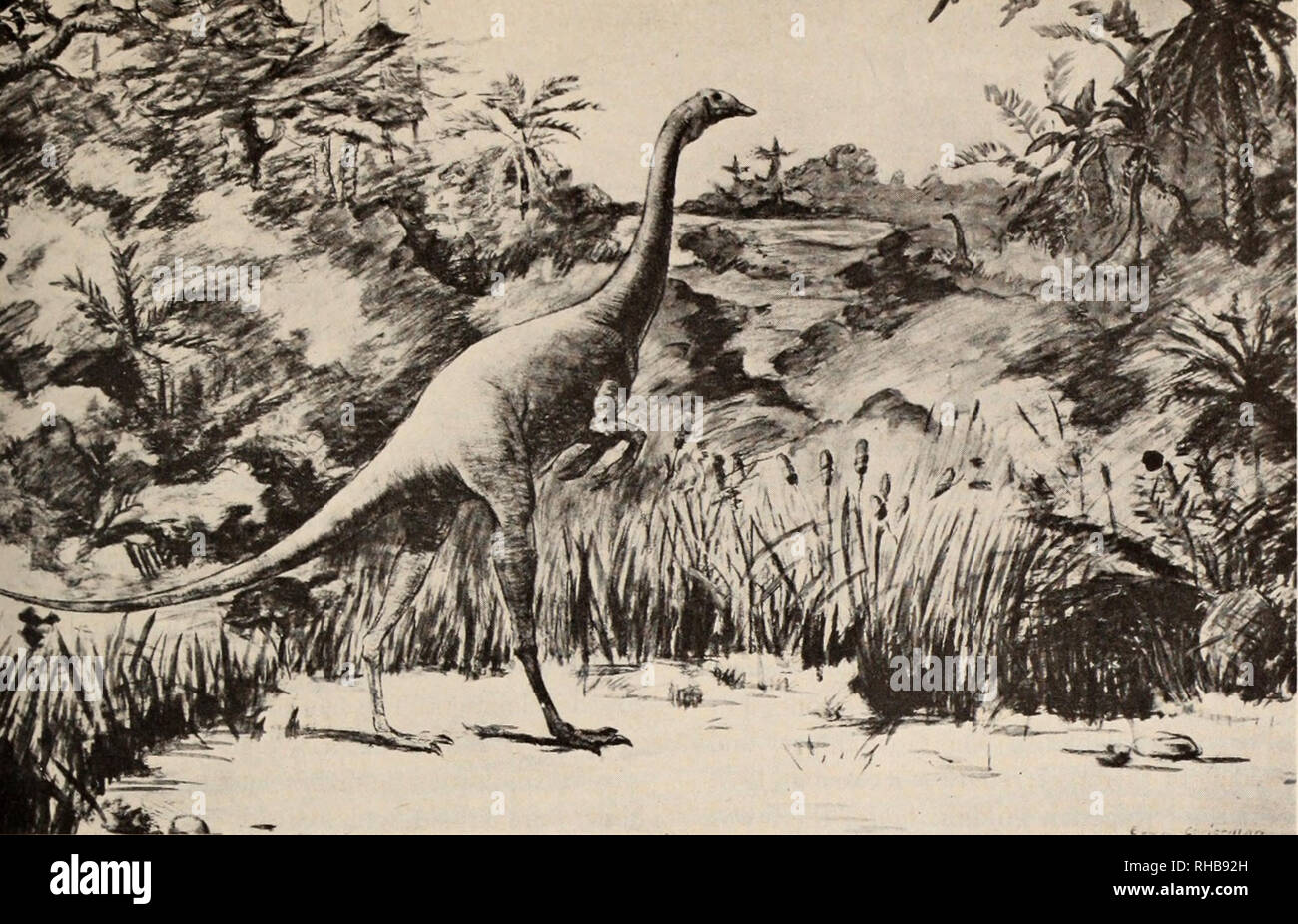 . The dinosaur book : the ruling reptiles and their relatives ...
