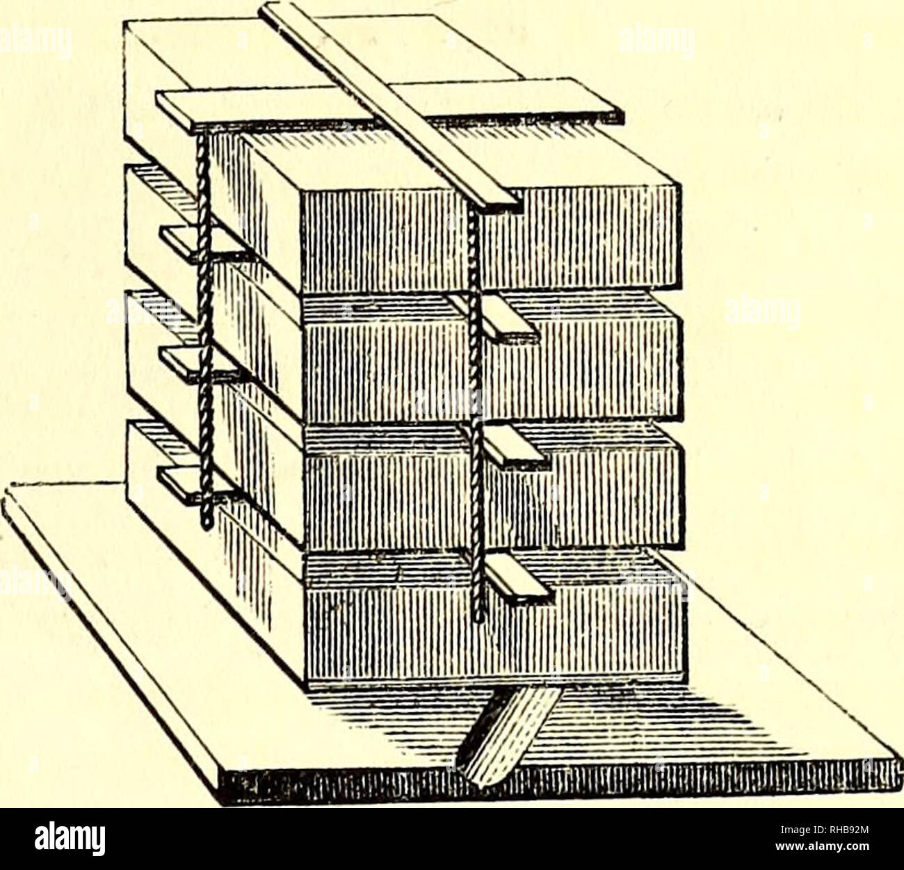 Inside bee hive tree hi-res stock photography and images - Alamy