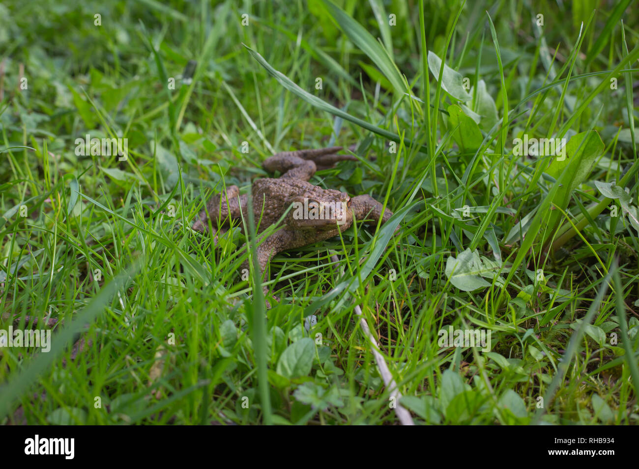 Toad in high grass hi-res stock photography and images - Alamy