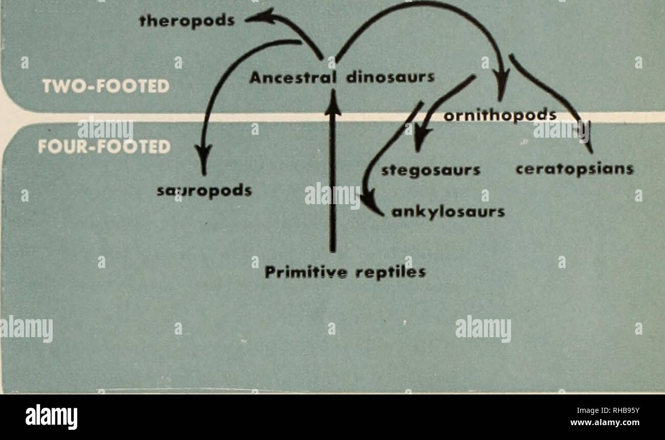 . The dinosaur book : the ruling reptiles and their relatives ...