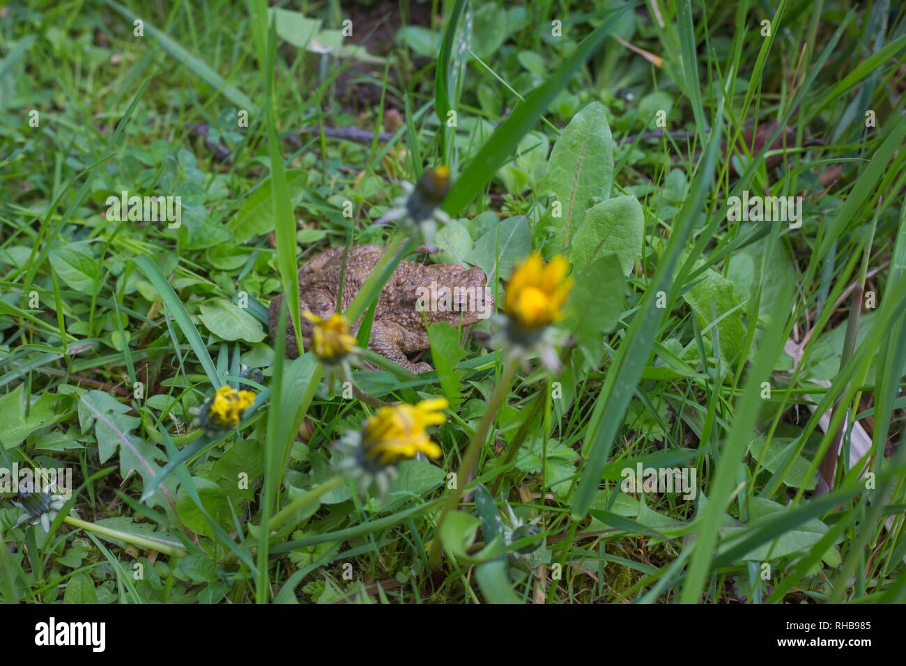 Toad in high grass hi-res stock photography and images - Alamy