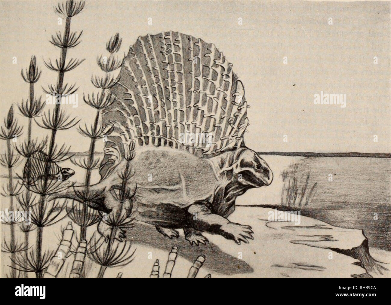 Sail vertebrae hi-res stock photography and images - Alamy