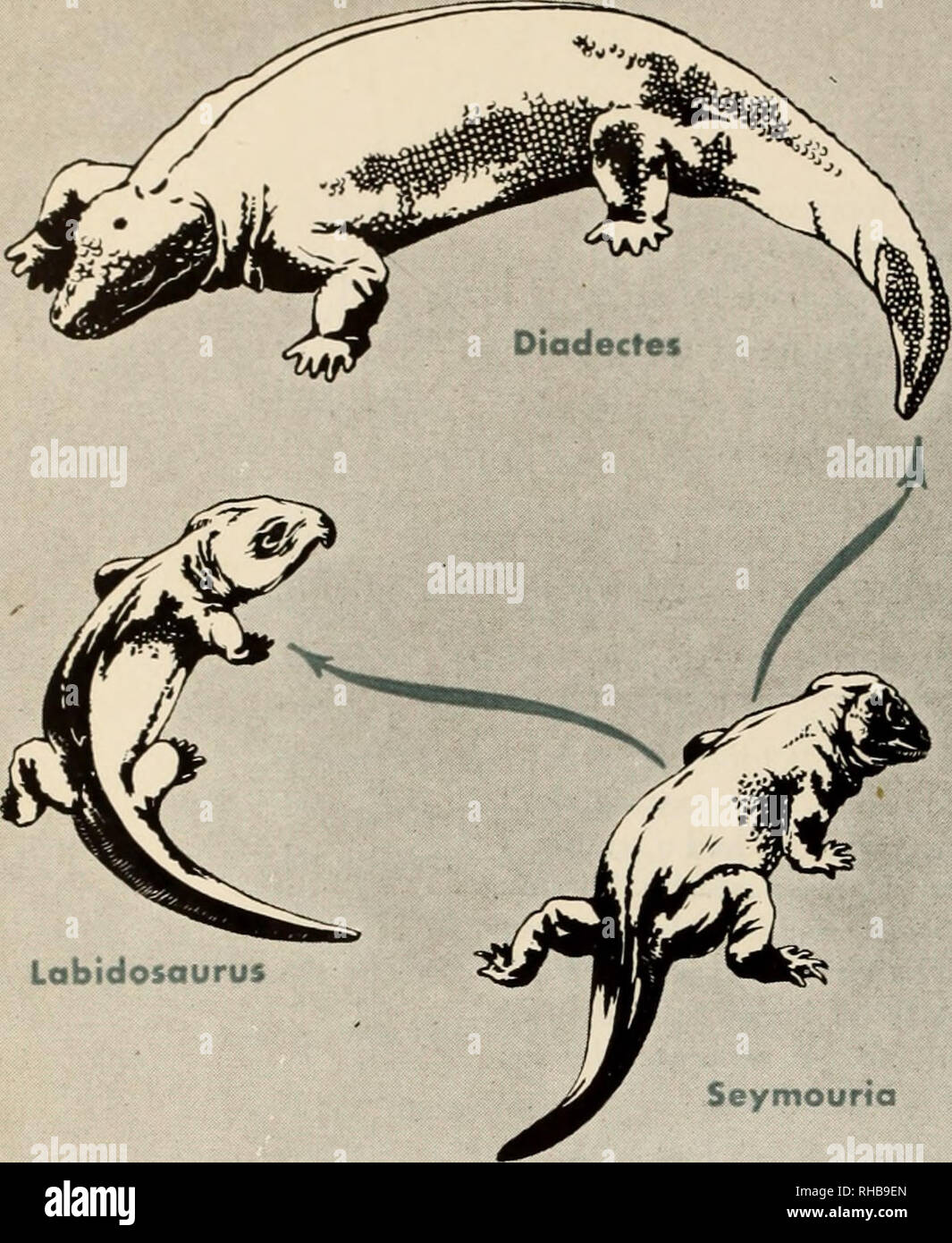 . The dinosaur book : the ruling reptiles and their relatives ...