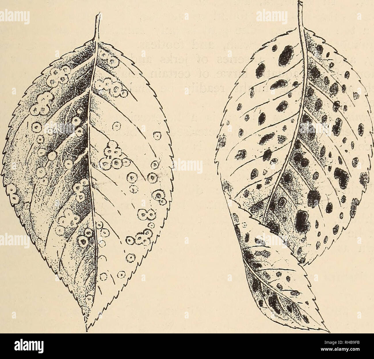 Pear midge hi-res stock photography and images - Alamy