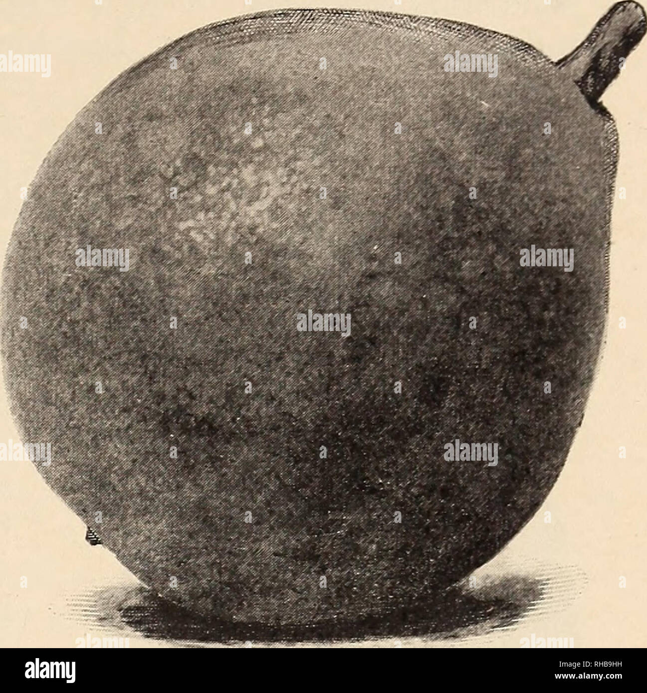 Cordon pear tree hi-res stock photography and images - Alamy