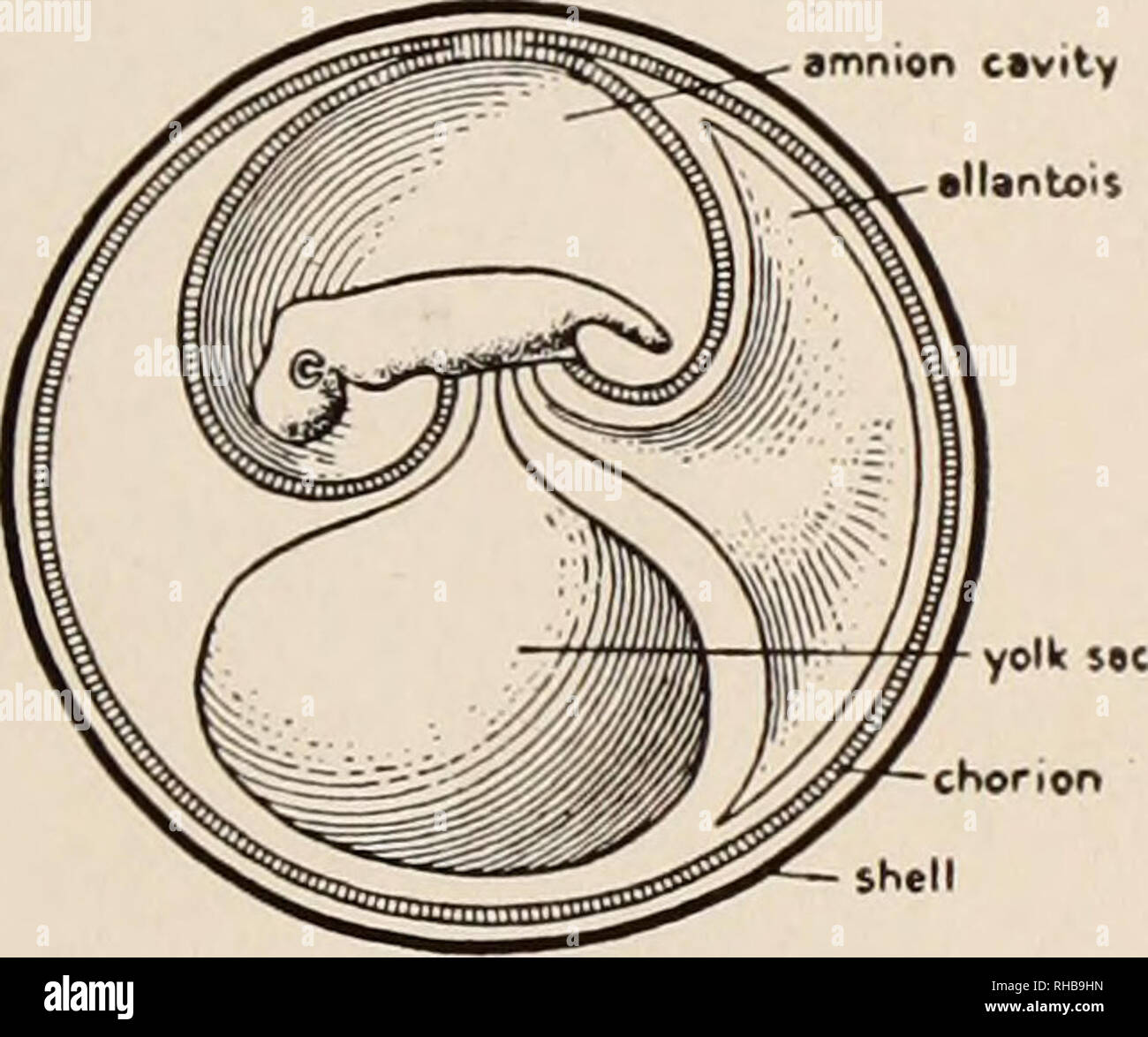 . The dinosaur book : the ruling reptiles and their relatives ...