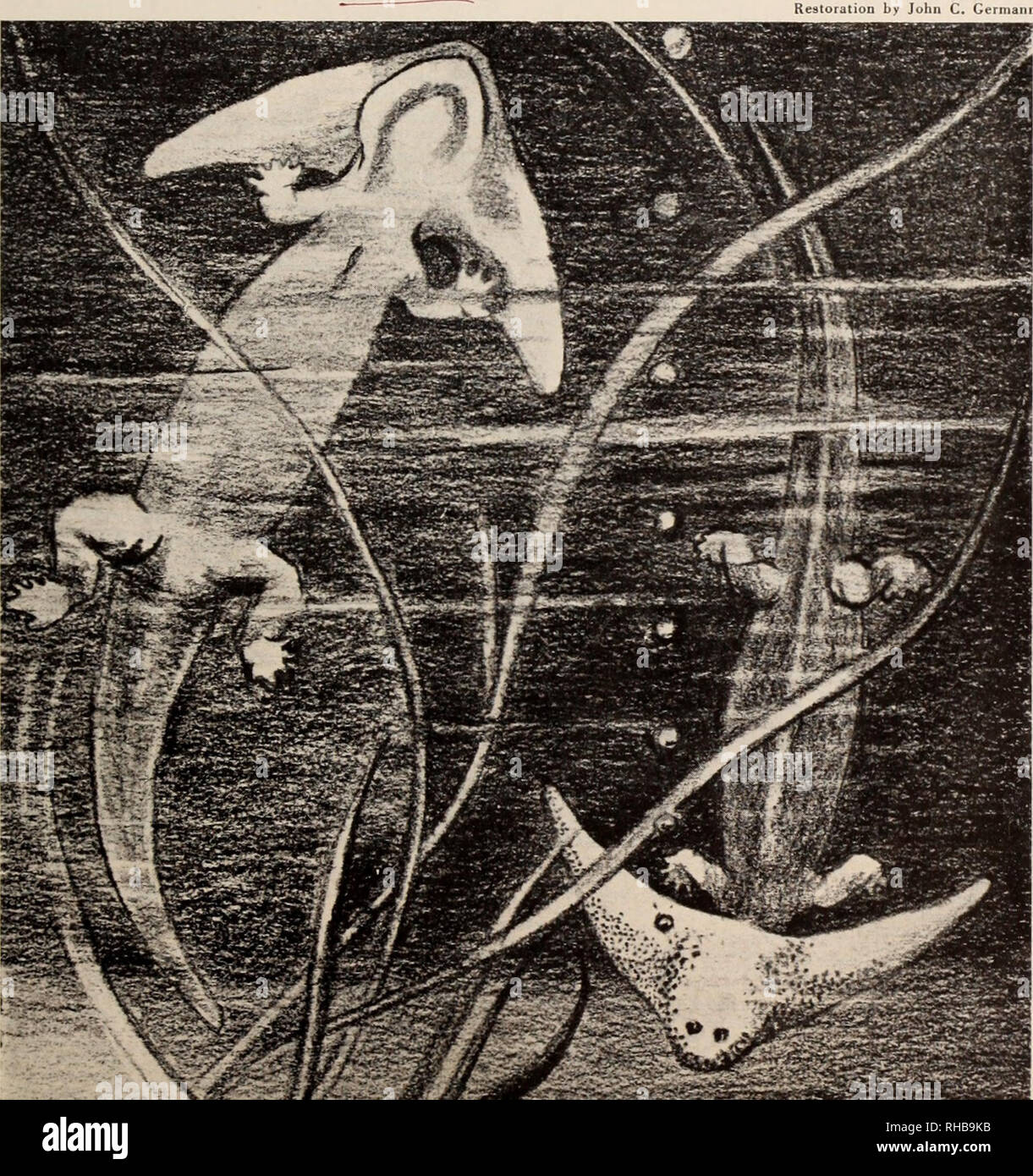 Jurassic vertebrates hi-res stock photography and images - Alamy