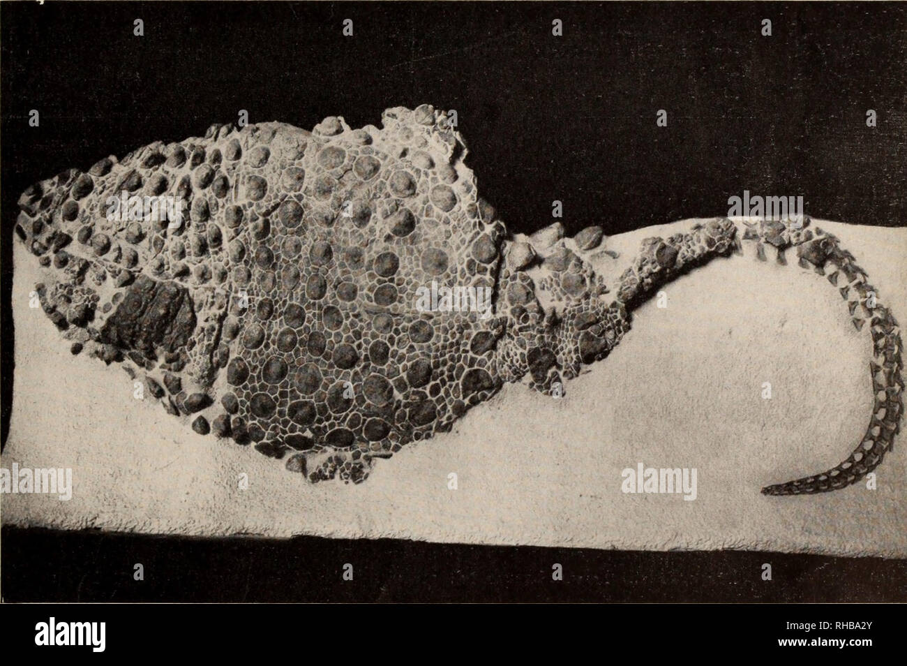 Nodosaur fossil hi-res stock photography and images - Alamy