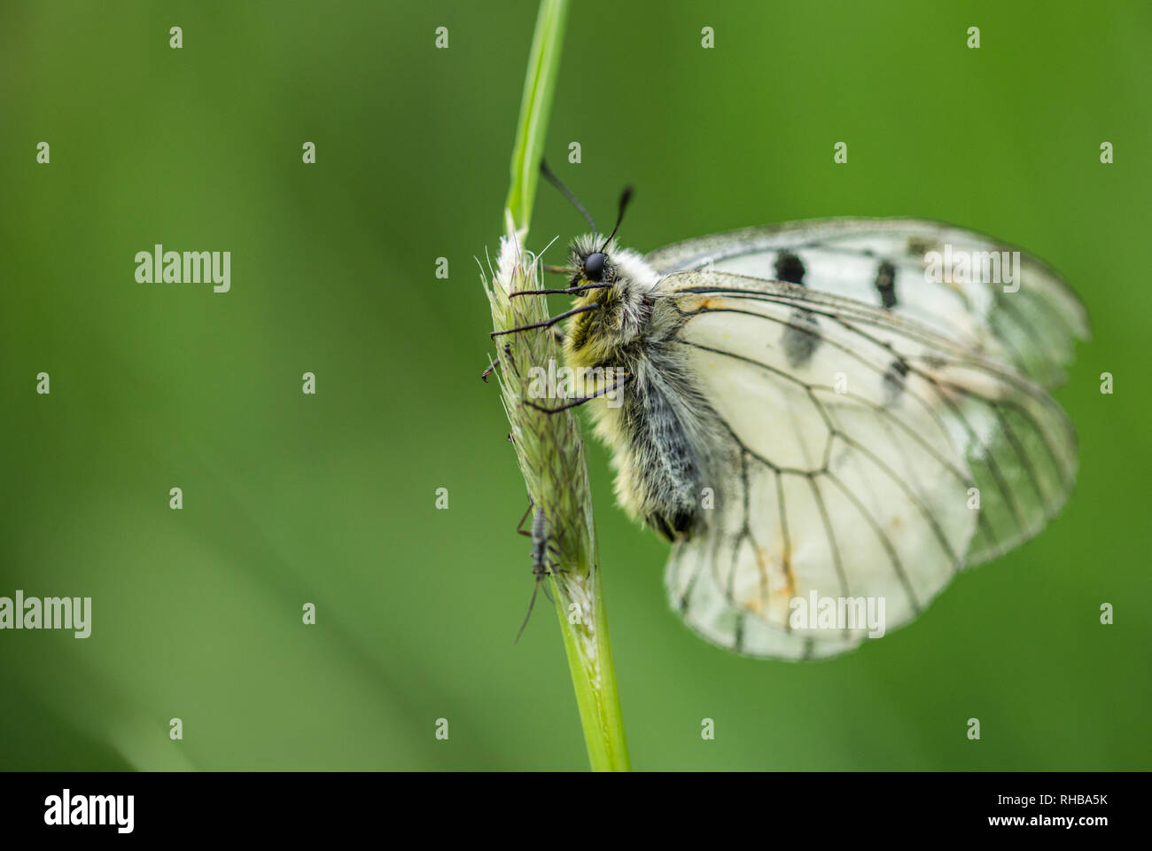 Clouded apollo hi-res stock photography and images - Alamy