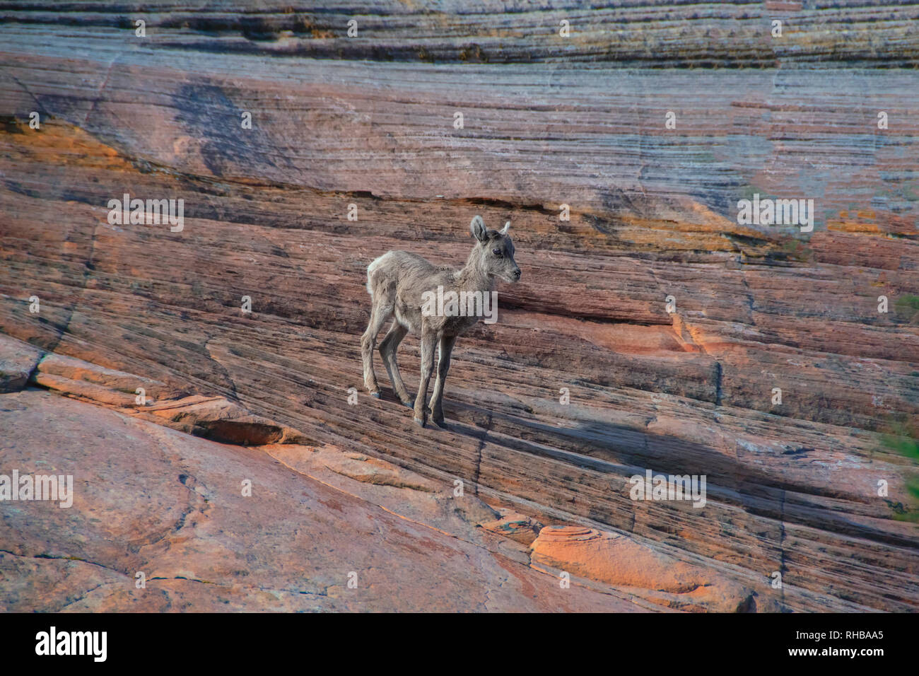 Big horn sheep calf on cliff, Zion National Park Stock Photo - Alamy