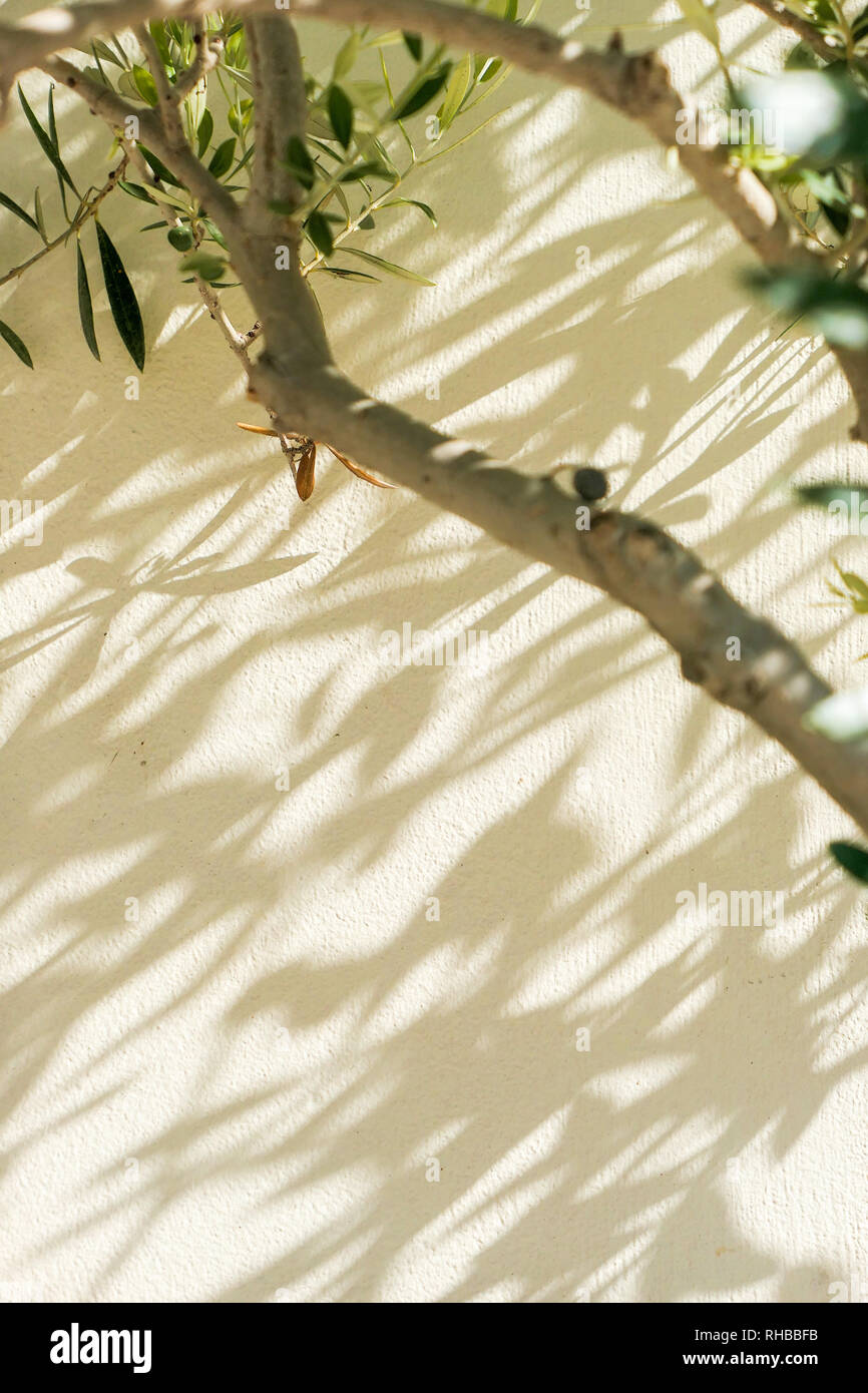 Olive tree and sunshine - gardening, nature background and ...