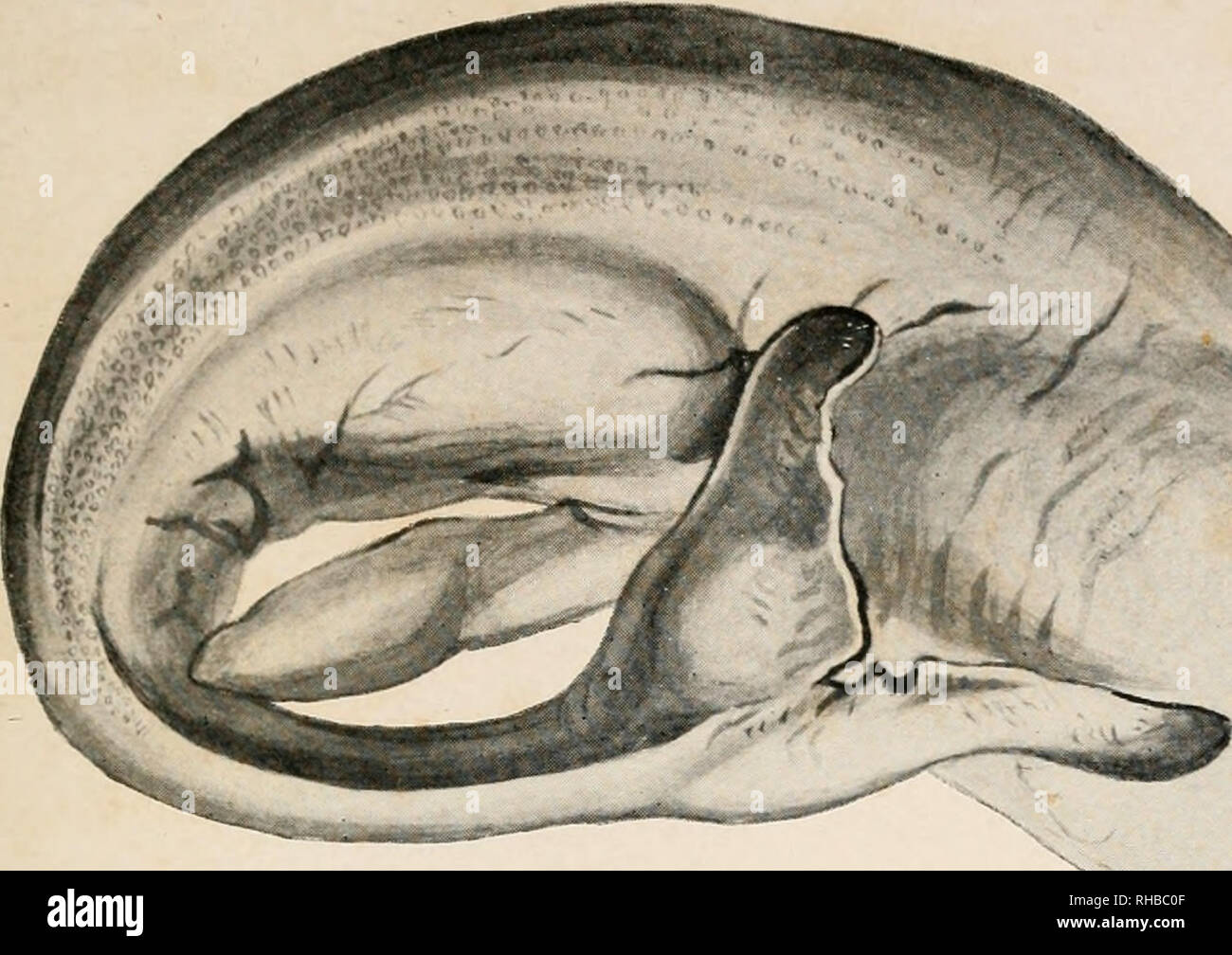 Dermal plates hi-res stock photography and images - Alamy