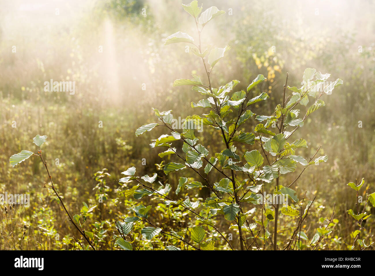 Sun beaming down hi-res stock photography and images - Alamy
