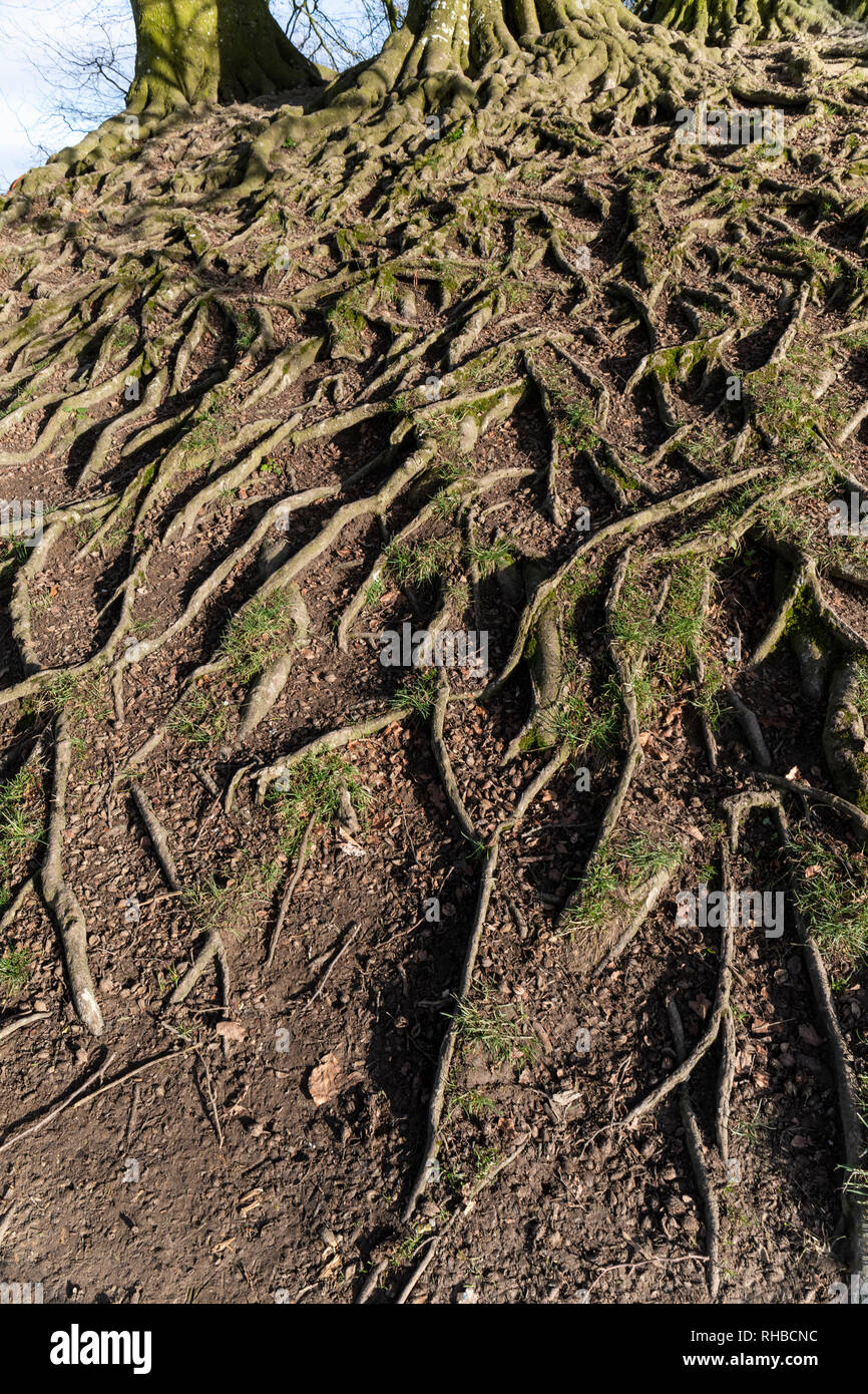 The famous old Beech trees showing their exposed roots at Avebury Stone ...