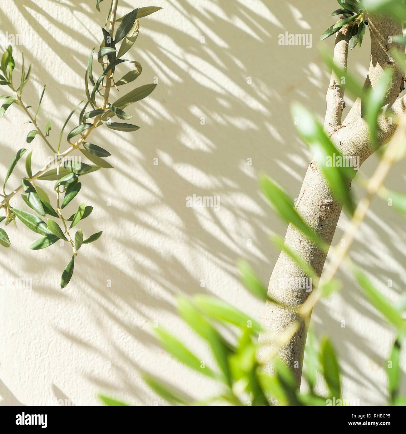 Olive tree and sunshine - gardening, nature background and ...