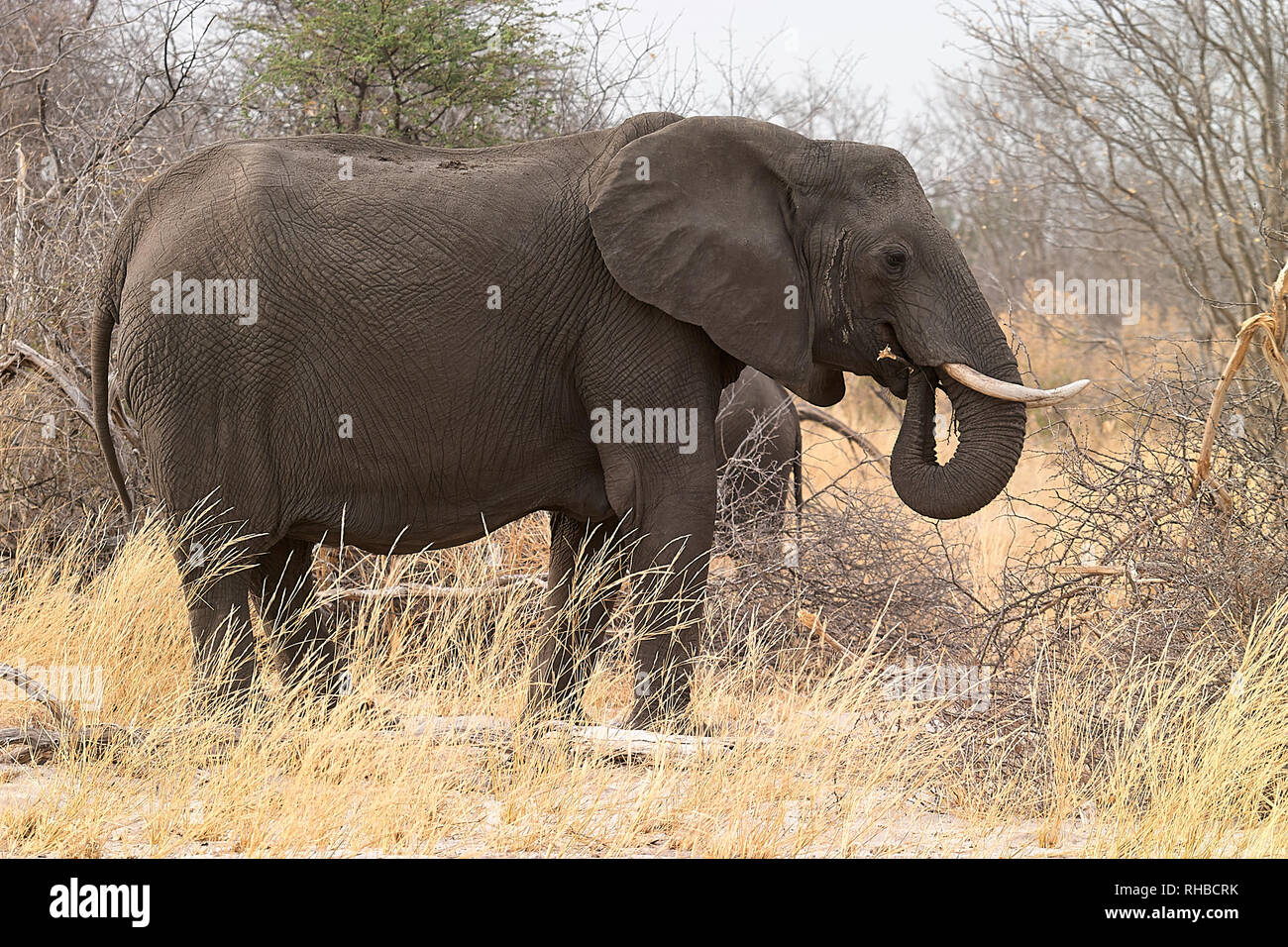 A single Elephant in the Chobe National Park, Botswana Stock Photo - Alamy