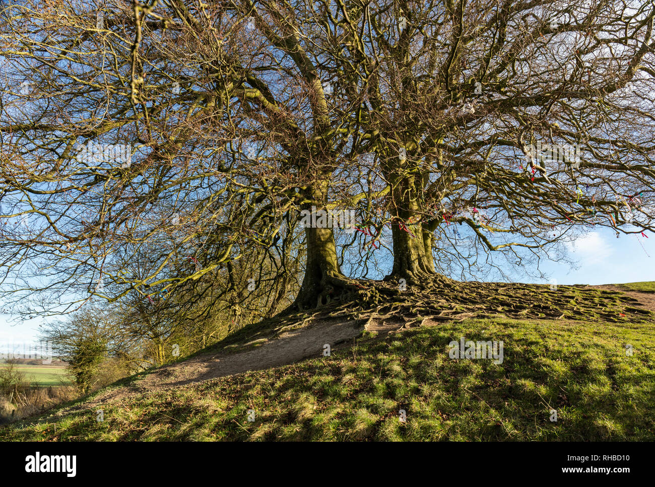 The famous old Beech trees showing their exposed roots at Avebury Stone ...