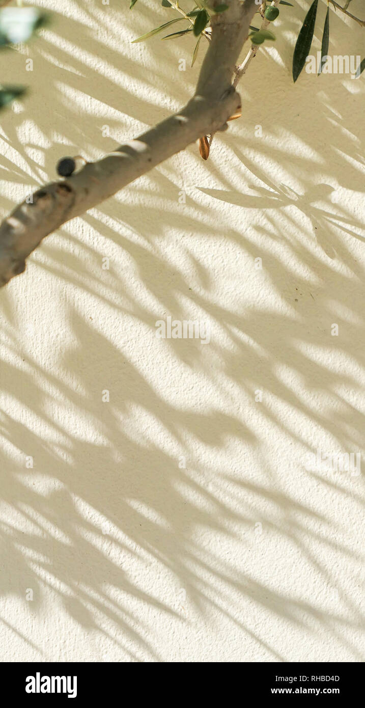 Olive tree and sunshine - gardening, nature background and ...