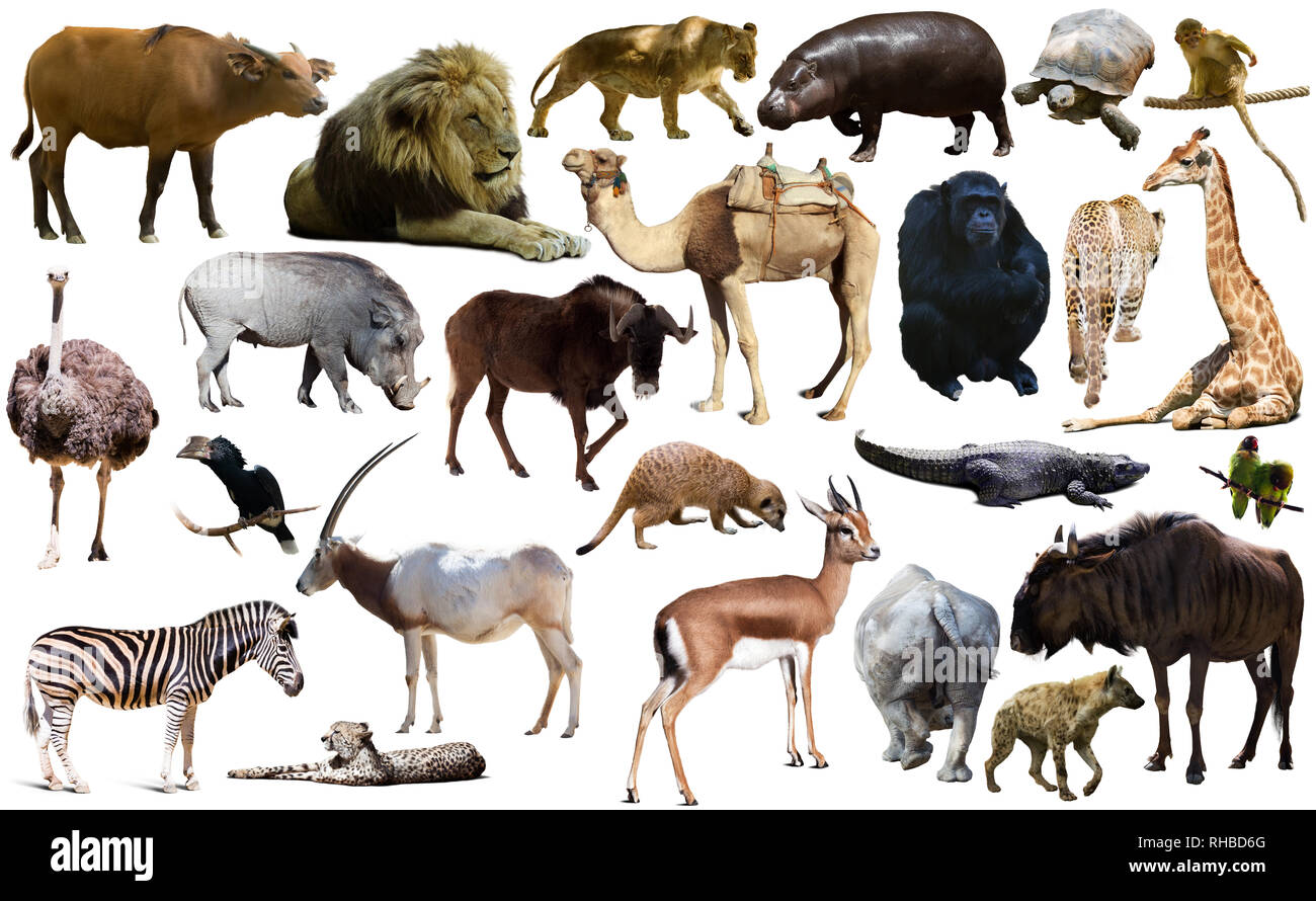 Set of different African animals isolated over white Stock Photo - Alamy