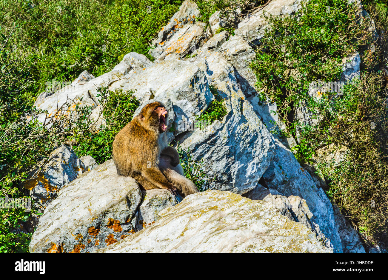 Barbary macaque population in gibraltar hi-res stock photography and ...