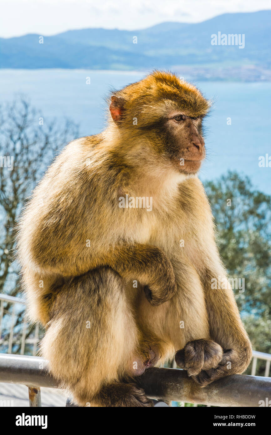 Population of monkeys hi-res stock photography and images - Alamy