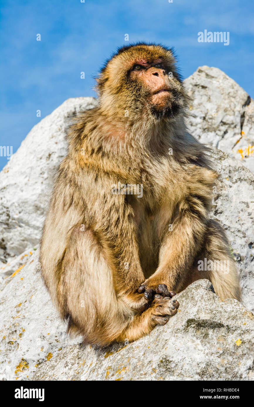 Monkey population hi-res stock photography and images - Alamy