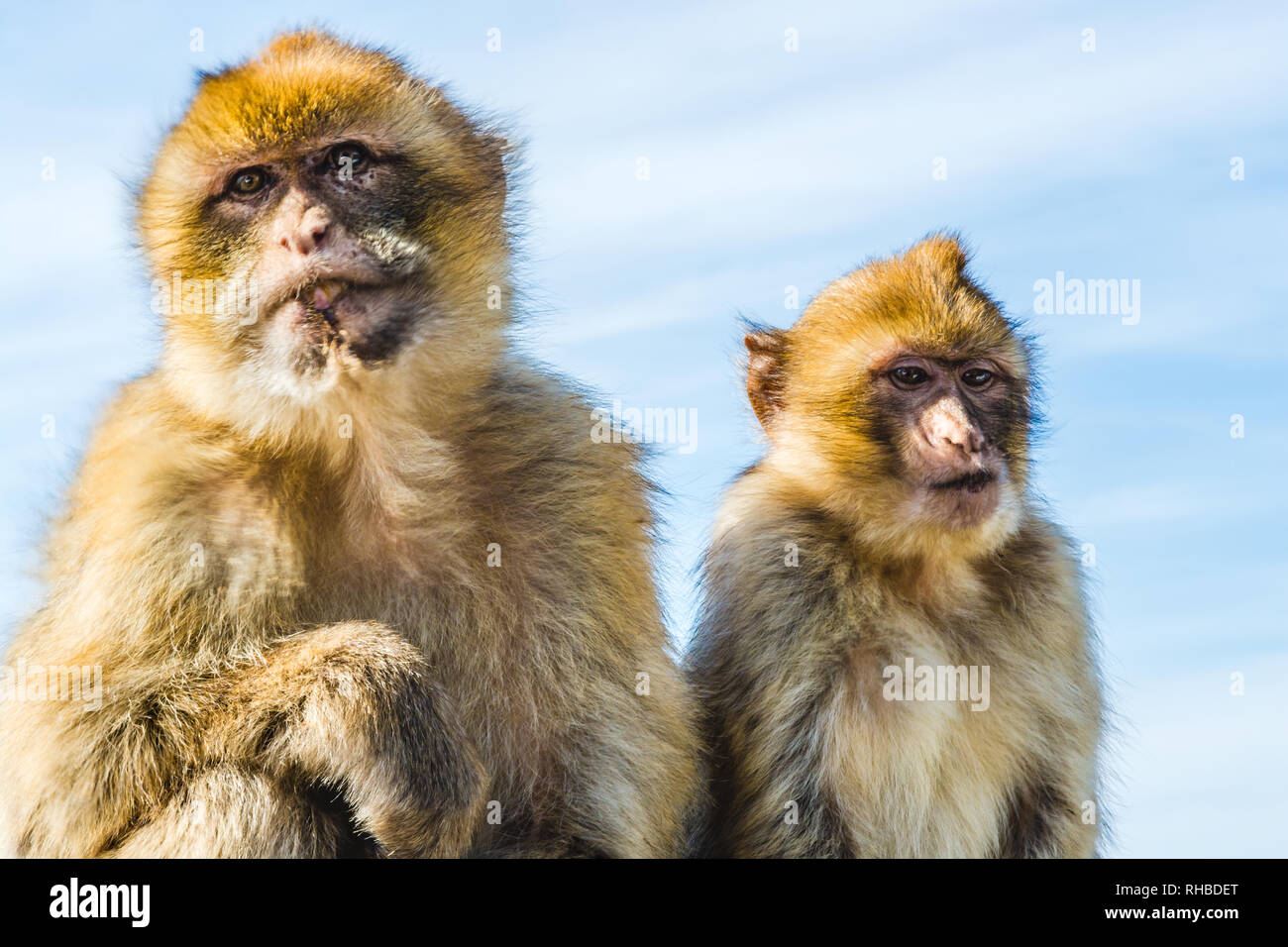 Gibraltar: A couple of male and female monkeys from the the population ...