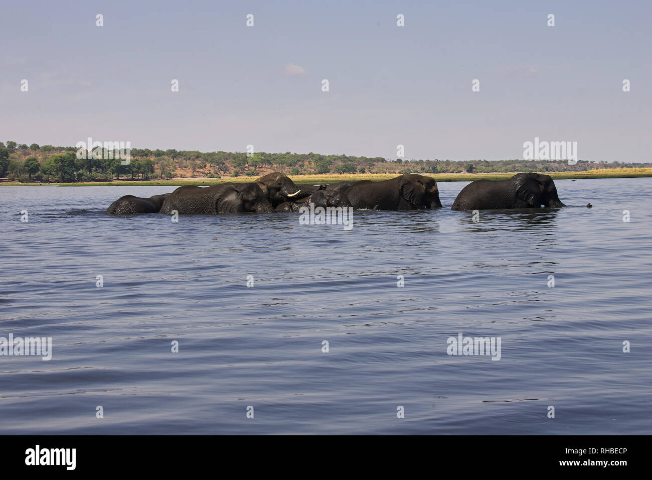 Elephants swim across the Chobe River in the Chobe National Park ...