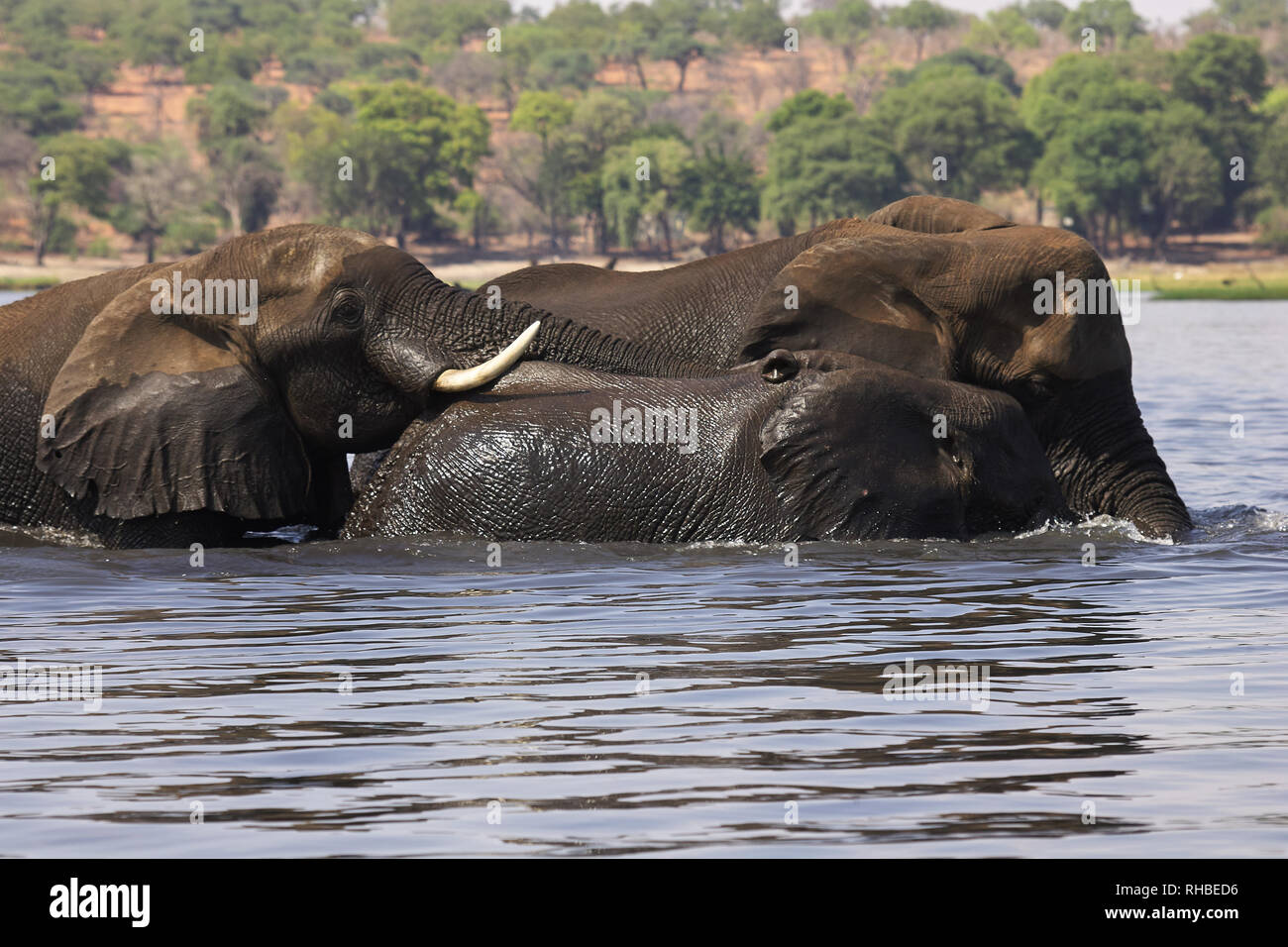 Elephants swim across the Chobe River in the Chobe National Park ...