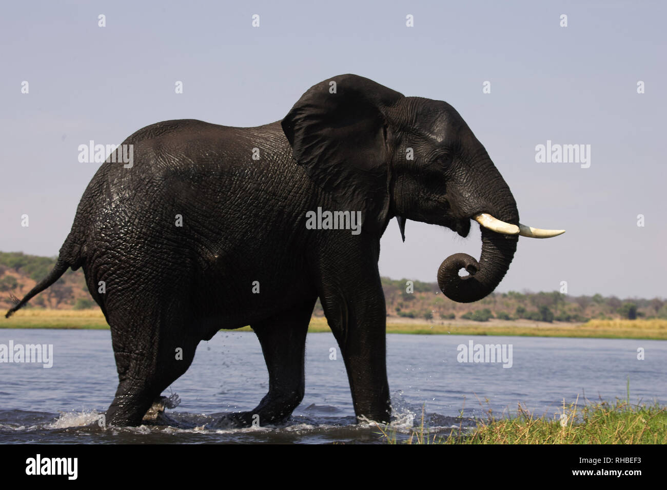 Elephants swim across the Chobe River in the Chobe National Park ...