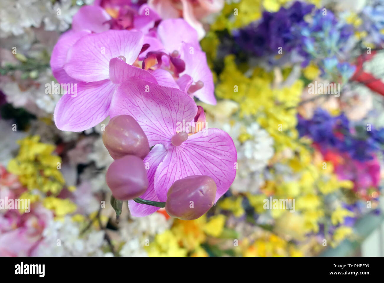 A colorful group of flowers in a garden in Tokyo, Japan Stock Photo - Alamy