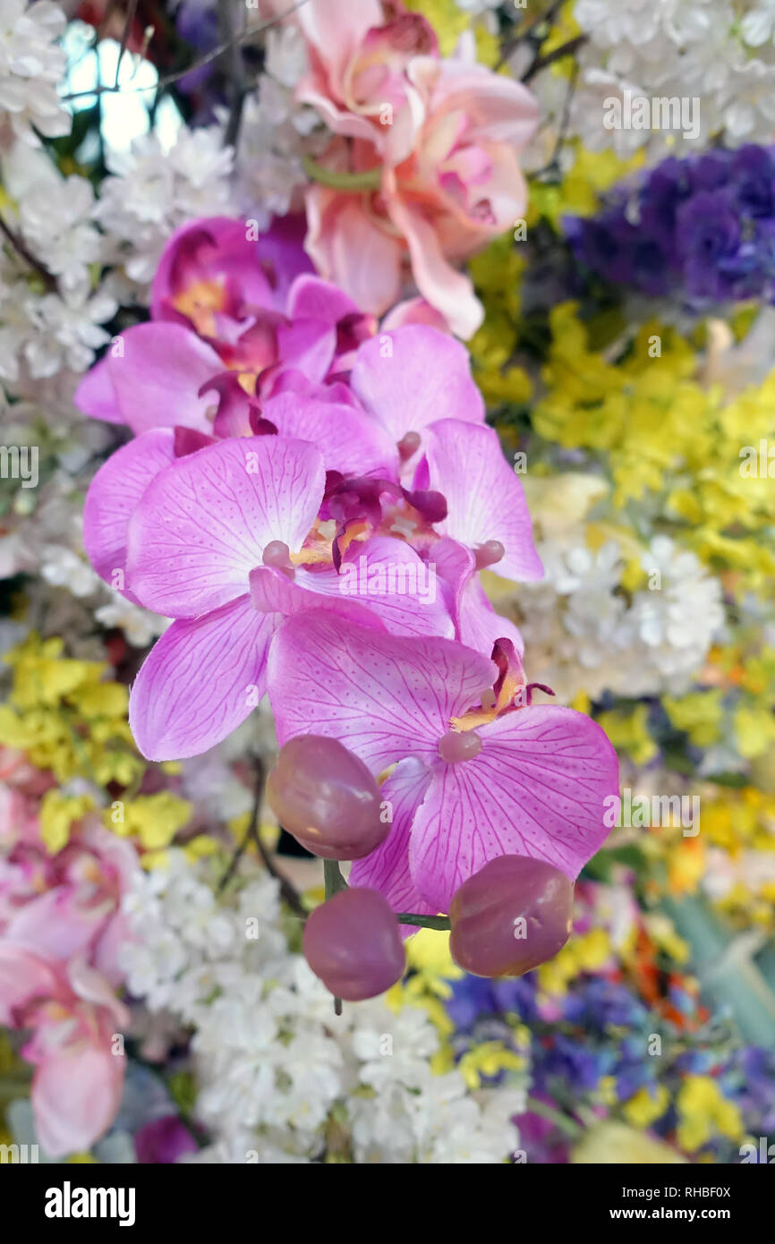 A colorful group of flowers in a garden in Tokyo, Japan Stock Photo - Alamy