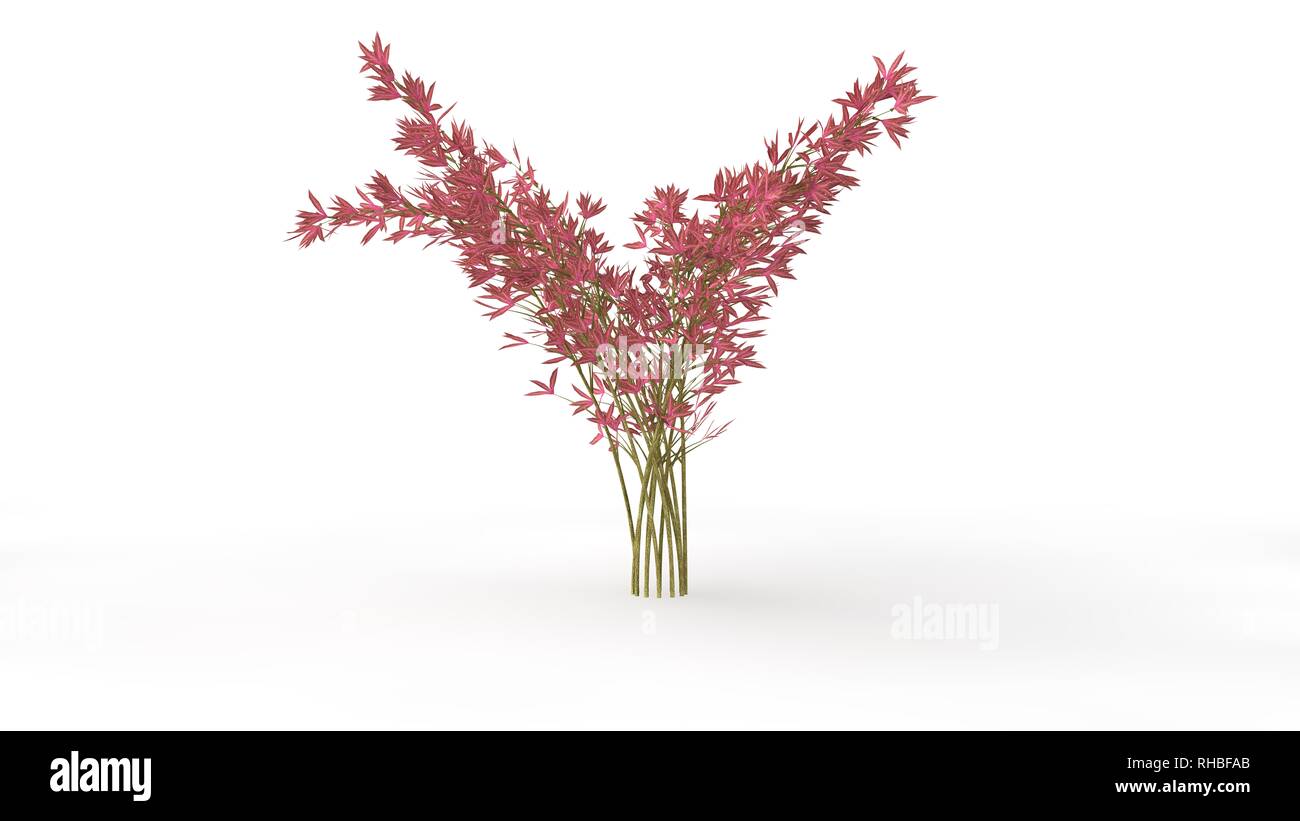 3d rendering of a plant isolated on white background Stock Photo - Alamy