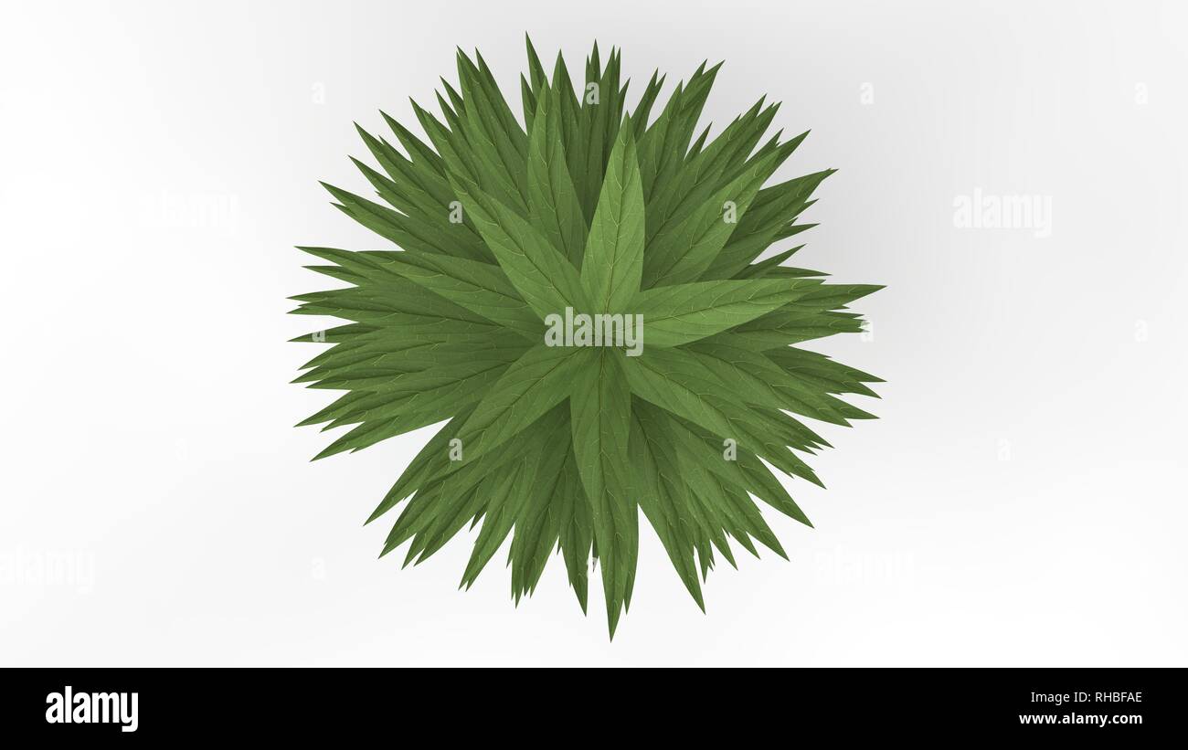 3d rendering of a plant isolated on white background Stock Photo - Alamy
