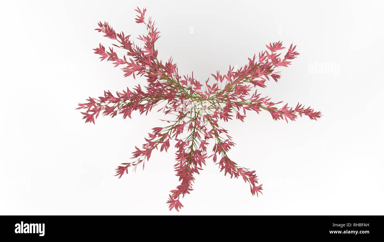 3d rendering of a plant isolated on white background Stock Photo - Alamy