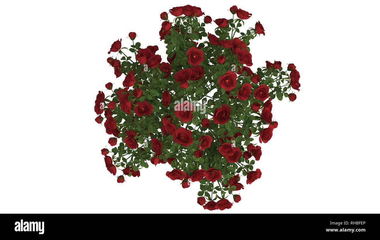 3d rendering of a green plant isolated on a white background Stock ...